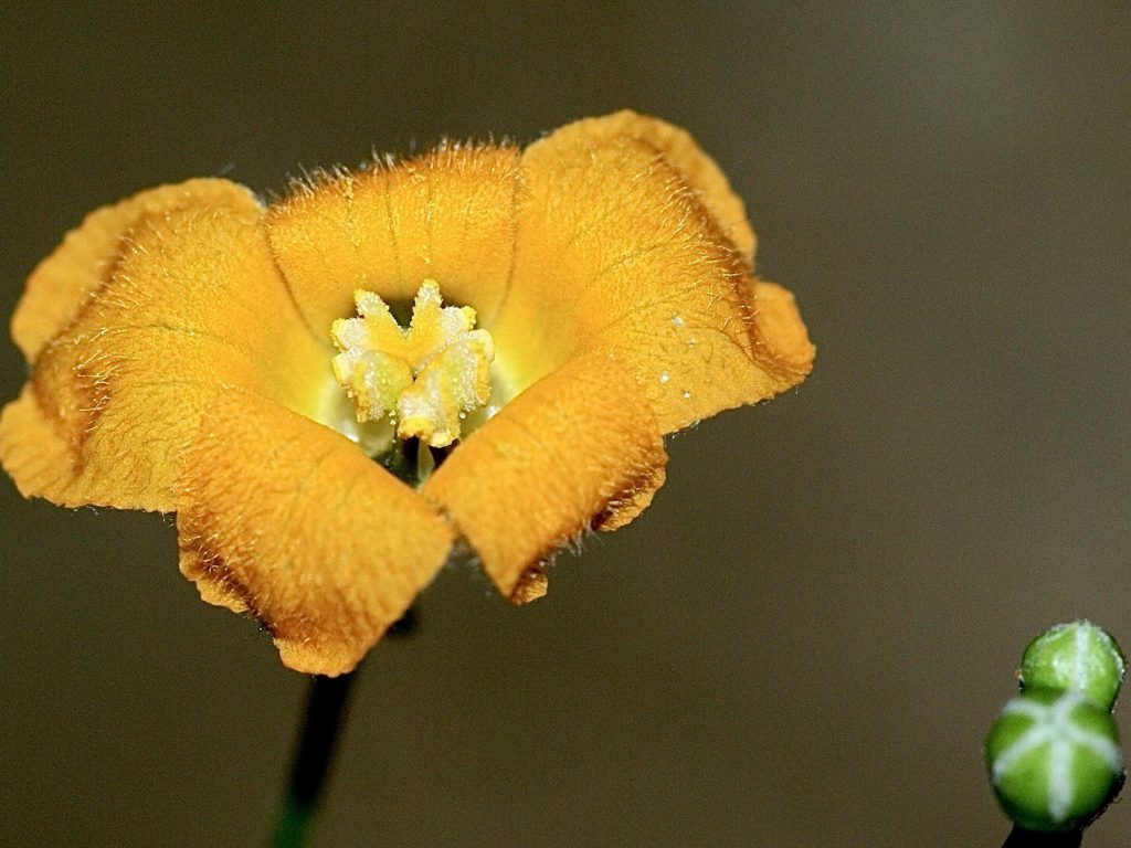 Momordica | Cucurbitaceae