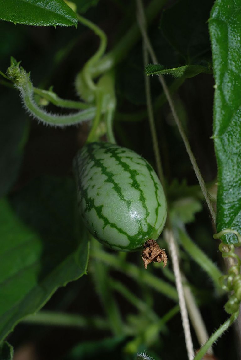 Melothria | Cucurbitaceae